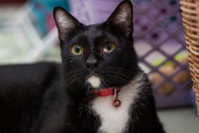 Cherry Eye in Cats | Great Pet Care