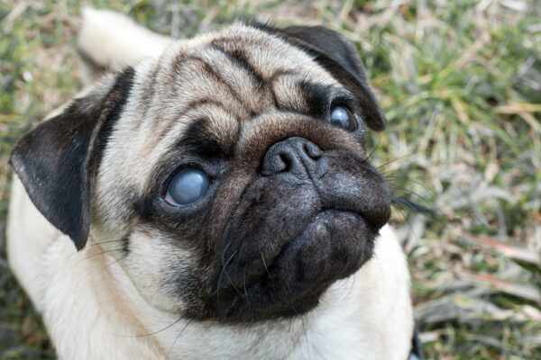 Cataract Surgery for Dogs: Cost, Procedure, and What to Expect | Great ...