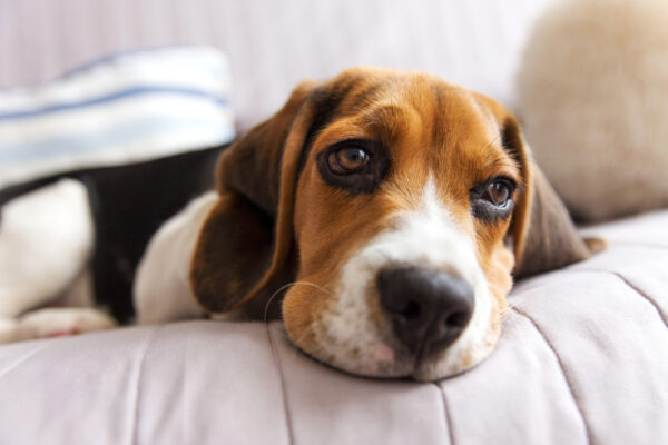 Dog Nausea: 8 Signs and How to Treat It | Great Pet Care