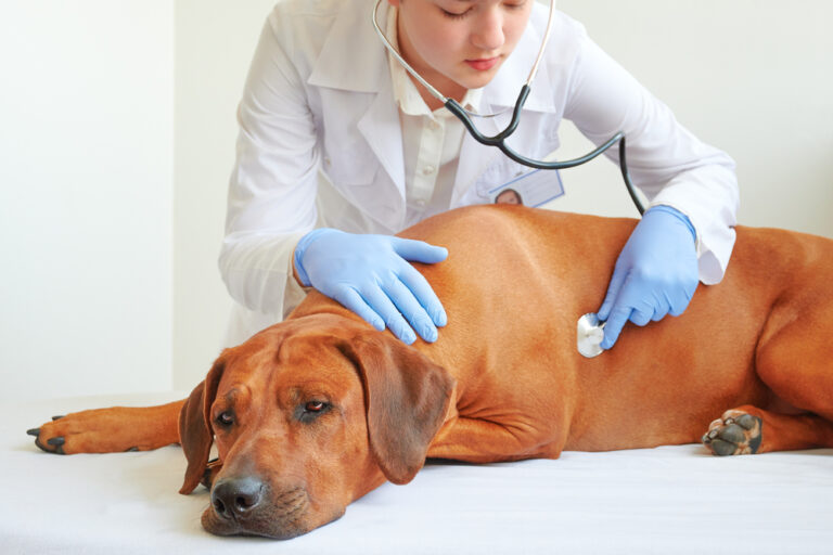 Dog Nausea: 8 Signs and How to Treat It | Great Pet Care