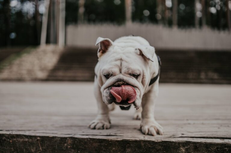 Dog Nausea: 8 Signs and How to Treat It | Great Pet Care