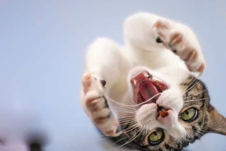 My Cat Ate String: Risks and What to Do | Great Pet Care