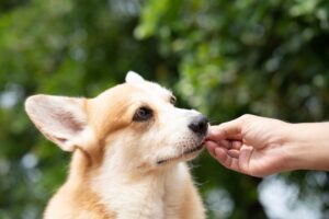 Dog Nausea: 8 Signs and How to Treat It | Great Pet Care