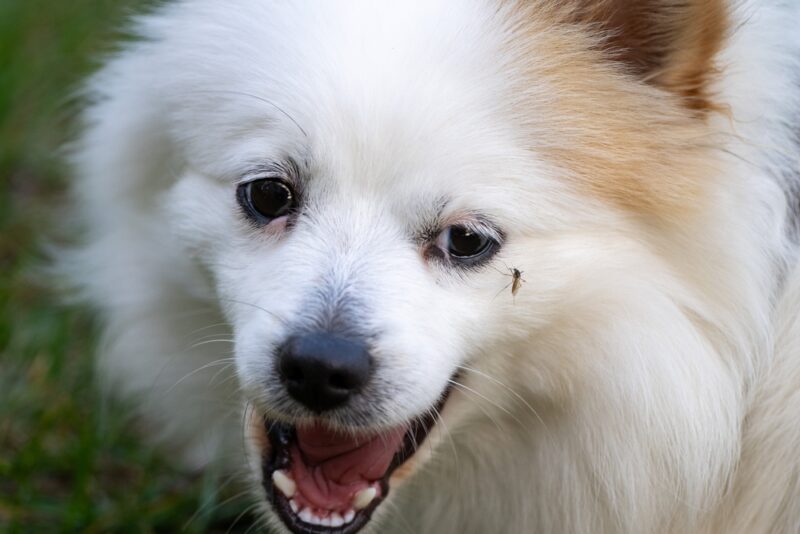 Do Mosquitoes Bite Dogs? | Great Pet Care