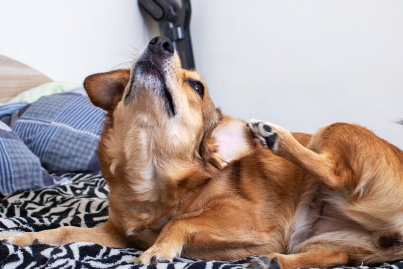 Chicken Allergy in Dogs: Signs and Treatment | Great Pet Care