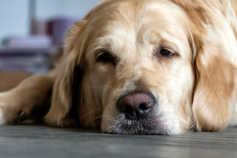 Chicken Allergy in Dogs: Signs and Treatment | Great Pet Care
