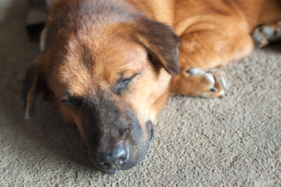 Dog Nausea: 8 Signs and How to Treat It | Great Pet Care