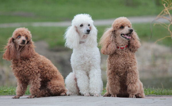 9 Designer Poo Dog Breeds | Great Pet Care