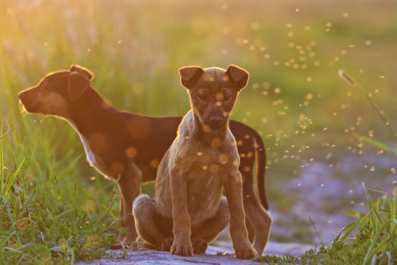 Seborrhea in Dogs | Great Pet Care