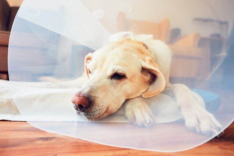 Cataract Surgery for Dogs: Cost, Procedure, and What to Expect | Great ...