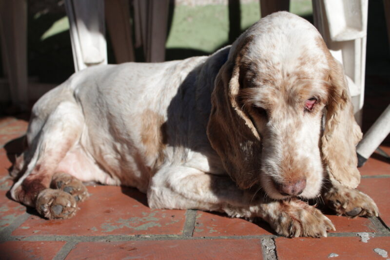 8 Apoquel Alternatives for Dogs | Great Pet Care