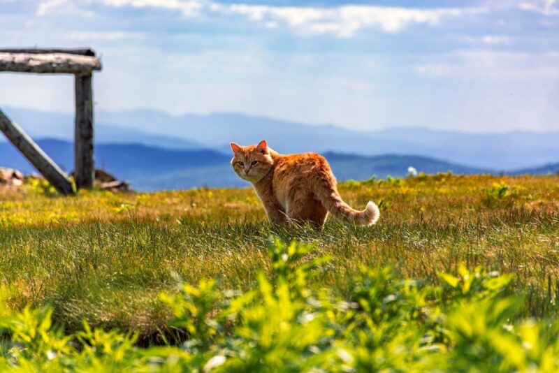 7 Tips for a Fun and Safe Cat Summer | Great Pet Care