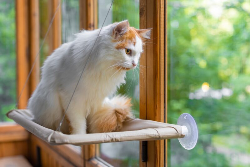 7 Tips for a Fun and Safe Cat Summer | Great Pet Care