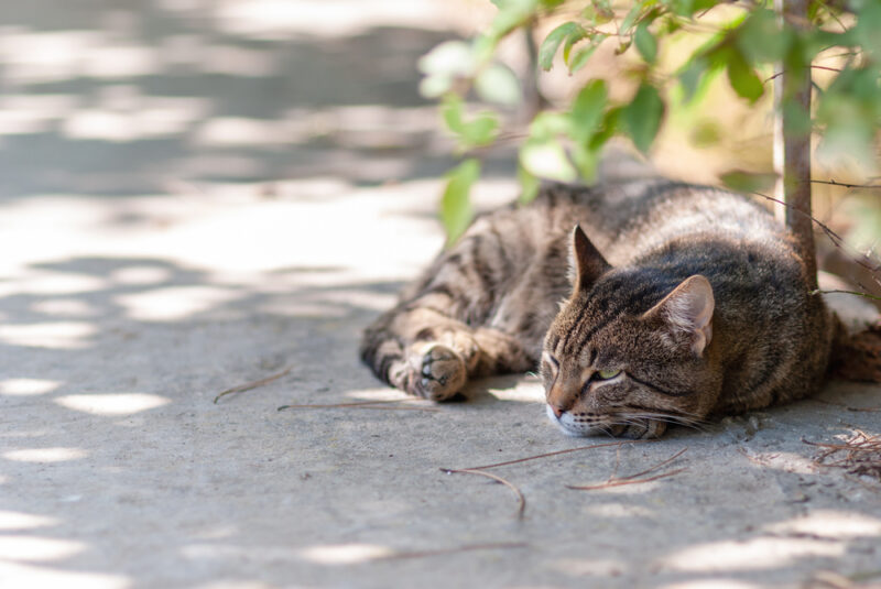 Cat Summer Safety Tips: 6 Dangers to Avoid | Great Pet Care