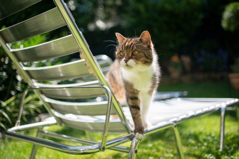 Cat Summer Safety Tips: 6 Dangers to Avoid | Great Pet Care