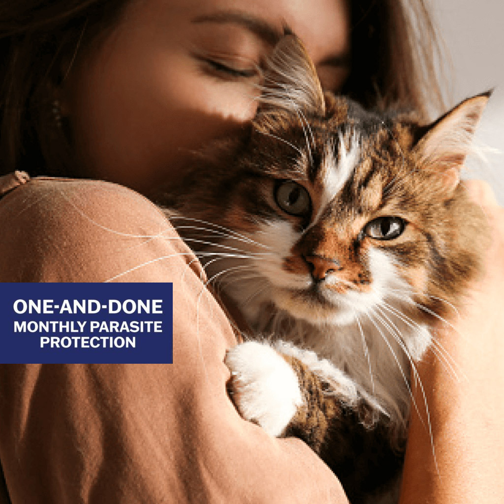 NexGard® PLUS | Great Pet Care