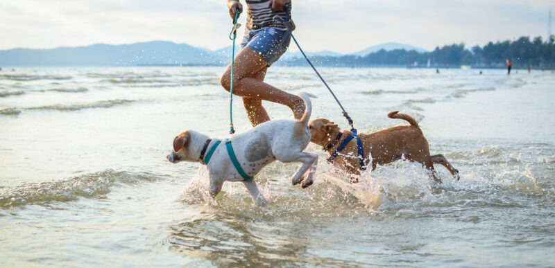 8 Ways to Prep Your Pup for Summer Fun | Great Pet Care
