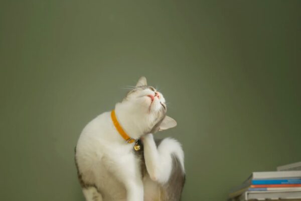 Cat Vomiting: 7 Causes and How to Help | Great Pet Care