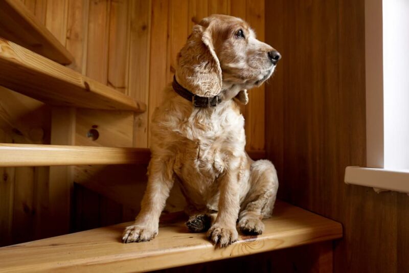 Dog Vomit Color Guide | Great Pet Care