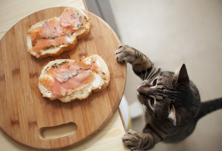9 Reasons Your Cat Is Always Hungry | Great Pet Care