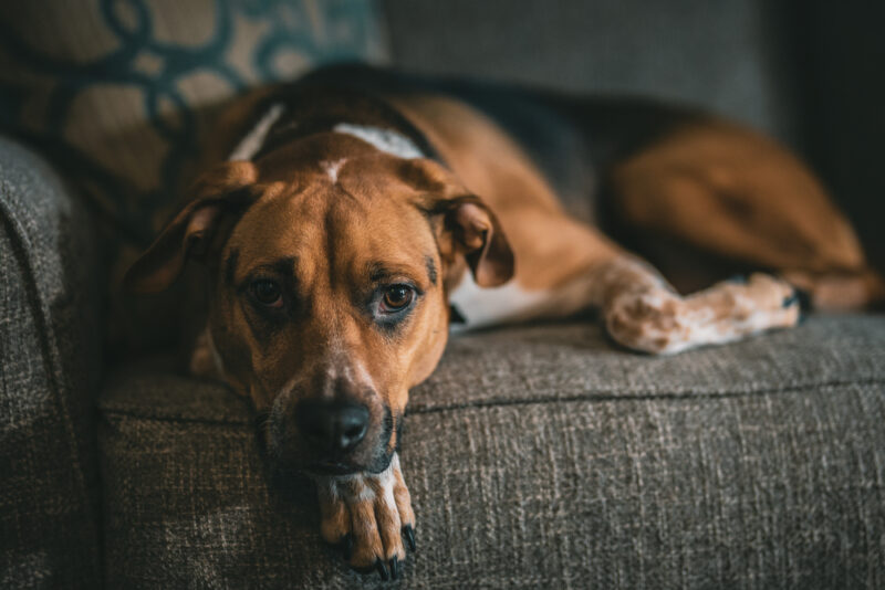 Spleen Cancer in Dogs | Great Pet Care