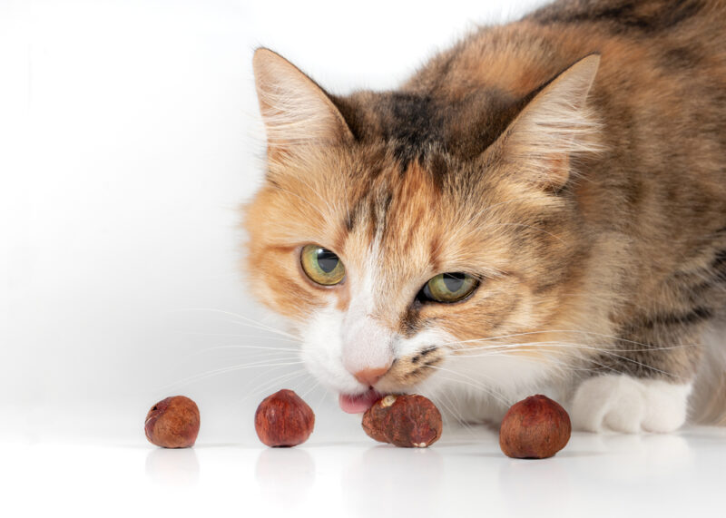 15 Poisonous Foods for Cats | Great Pet Care