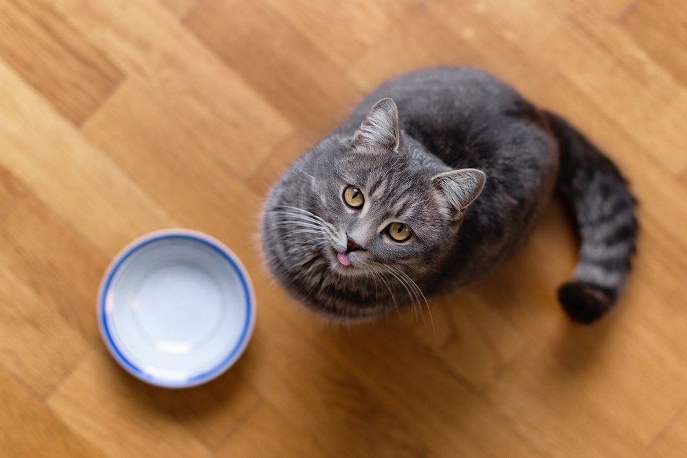 Senior Cat Nutrition: How to Feed Your Senior | Great Pet Care