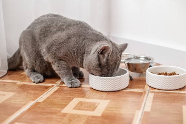 9 Reasons Your Cat Is Always Hungry | Great Pet Care