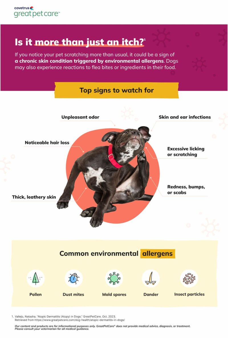 Atopic Dermatitis (Atopy) in Dogs | Great Pet Care