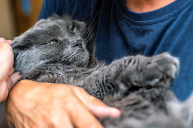 Meningitis in Cats: Signs, Causes and Treatment | Great Pet Care