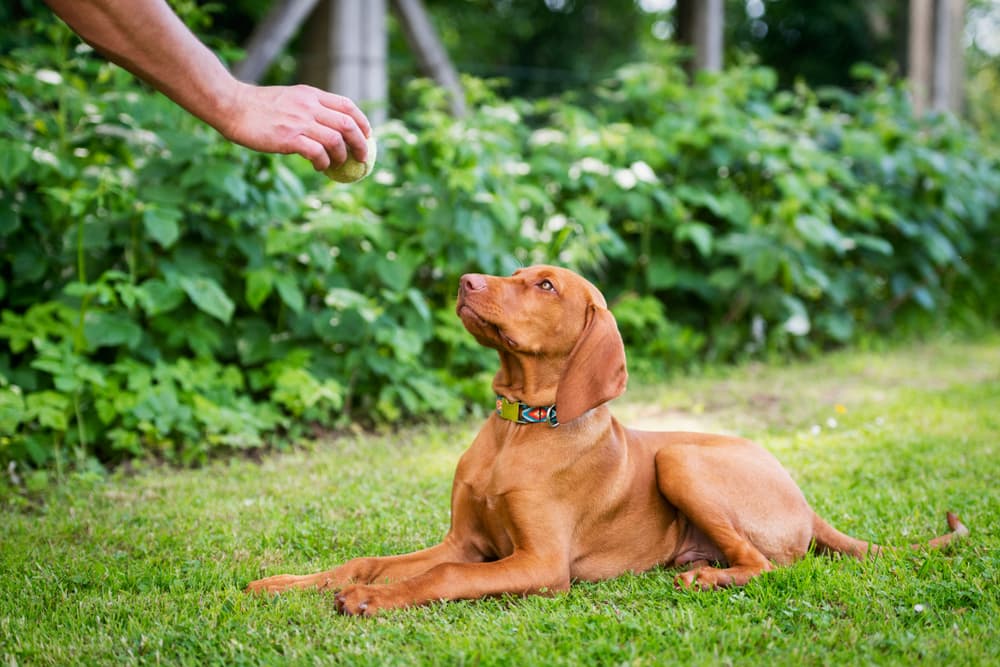 Can Dogs Associate Words with Objects? | Great Pet Care