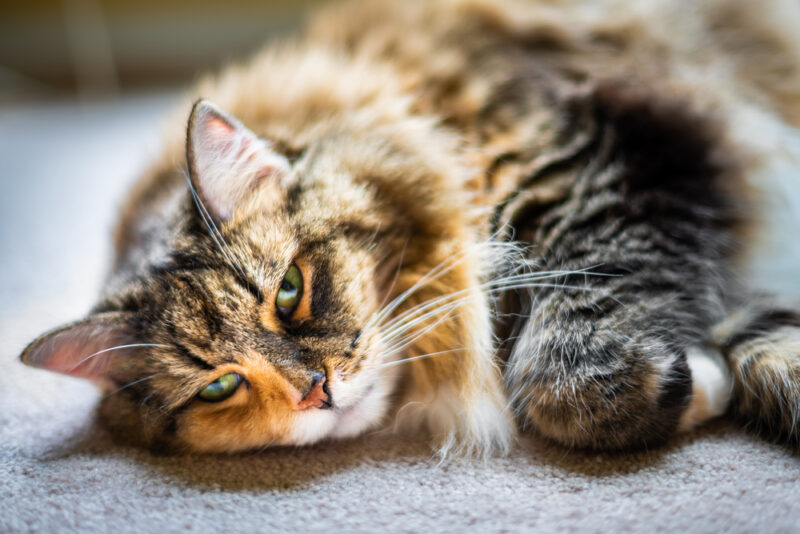 14 Cat Stroke Symptoms to Watch For | Great Pet Care