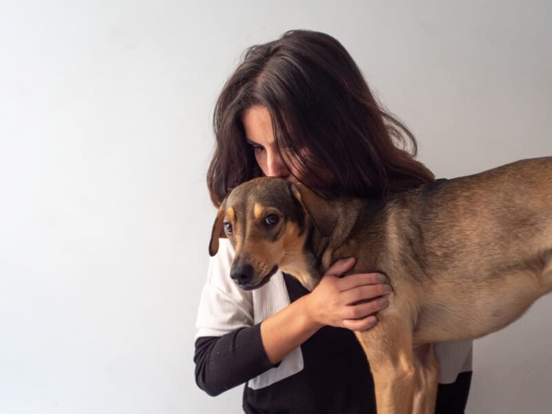 My Dog Needs Surgery and I Can't Afford It | Great Pet Care