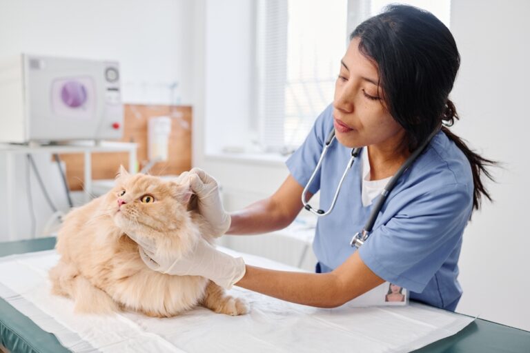 14 Cat Stroke Symptoms to Watch For | Great Pet Care