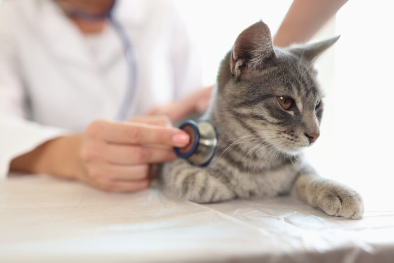 Meningitis in Cats: Signs, Causes and Treatment | Great Pet Care