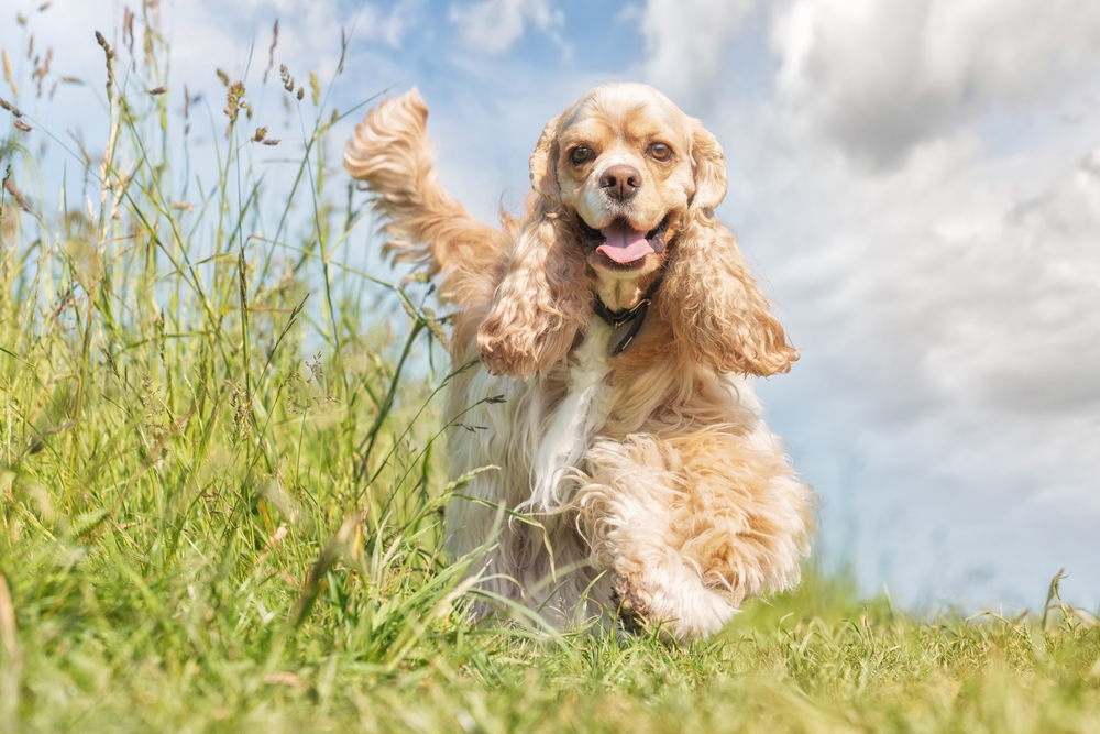 Dog Vomit Color Guide | Great Pet Care