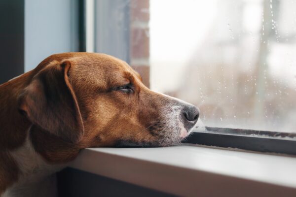 Do Dogs Get Bored? 7 Signs and How to Help | Great Pet Care