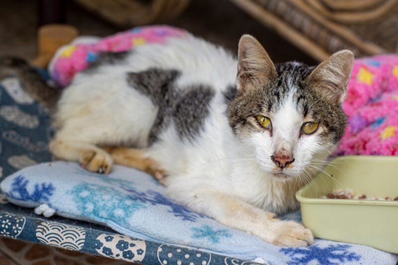 Meningitis in Cats: Signs, Causes and Treatment | Great Pet Care