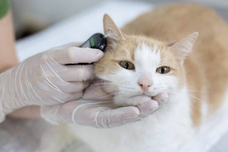 Cat Glucose Levels: What’s Normal? | Great Pet Care