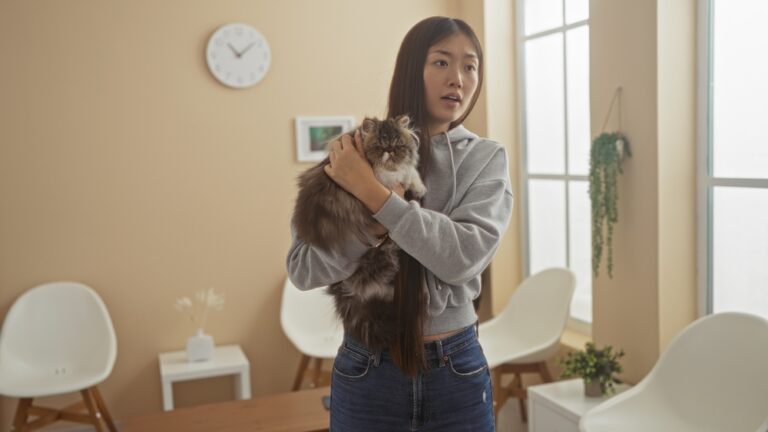 14 Cat Stroke Symptoms to Watch For | Great Pet Care