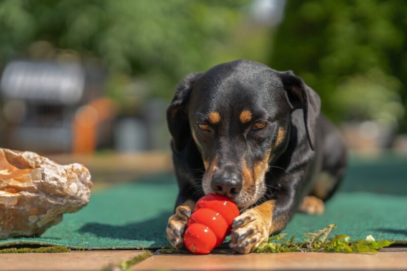 Can Dogs Get Brain Freeze? | Great Pet Care