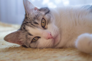 14 Cat Stroke Symptoms to Watch For | Great Pet Care