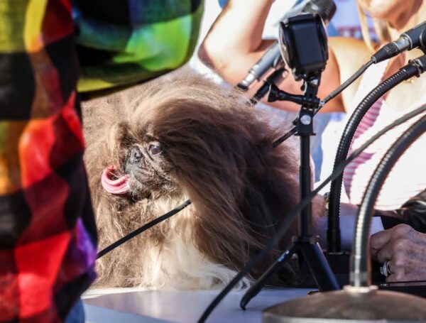 Toothless Pekingese Crowned World's Ugliest Dog | Great Pet Care
