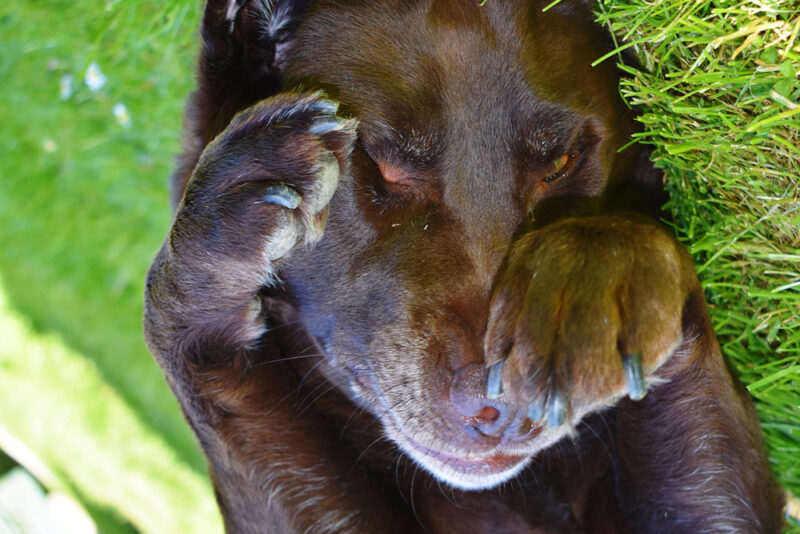 Why Do Dogs Rub Their Face? | Great Pet Care