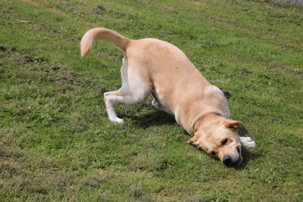 Why Do Dogs Rub Their Face? | Great Pet Care