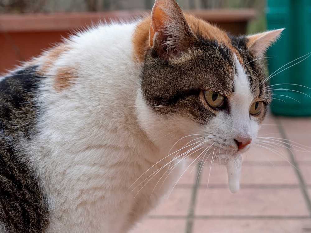Is Your Cat Vomiting White Foam? | Great Pet Care