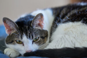 Cat Pain Scale: How to Assess Feline Pain | Great Pet Care