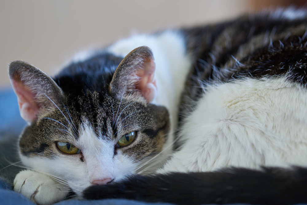 Cat Pain Scale: How to Assess Feline Pain | Great Pet Care