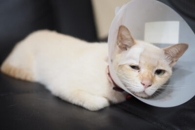 Cat Pain Scale: How to Assess Feline Pain | Great Pet Care