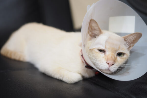 Cat Pain Scale: How to Assess Feline Pain | Great Pet Care